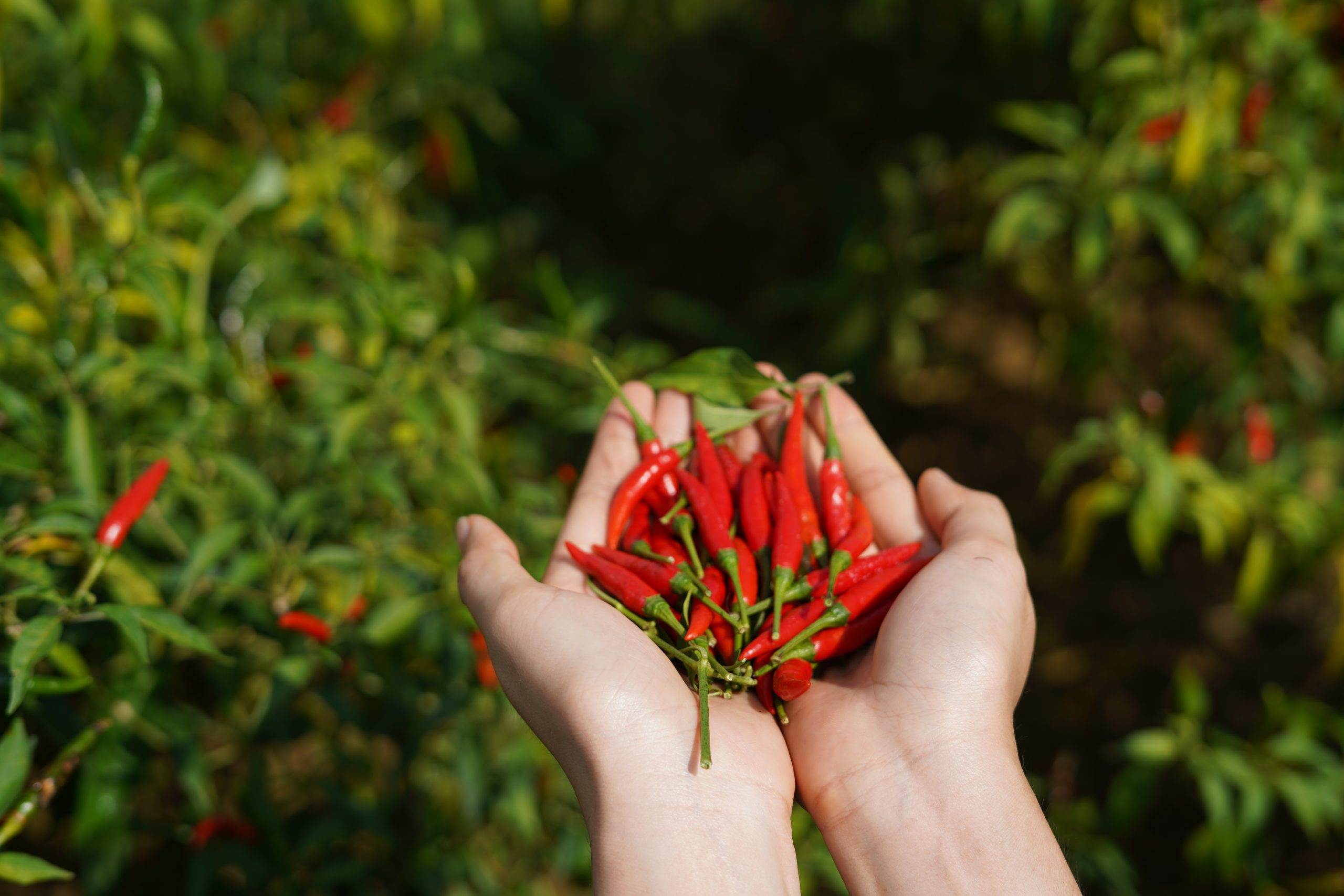 DACE new Costume for Event - “Organic farm, Healthy home”